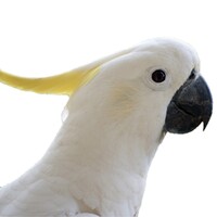 Parrot TV for Android - Download the APK from Uptodown