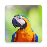Ask The Parrot pour Android - Télécharge l'APK à partir d'Uptodown