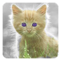 Cat Live Wallpaper for Android - Download the APK from Uptodown