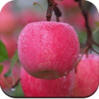 Apple Wallpaper for Android - Download the APK from Uptodown