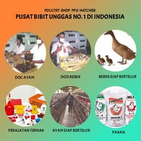 DISTRIBUTOR TERNAK UNGGAS for Android - Download the APK from Uptodown