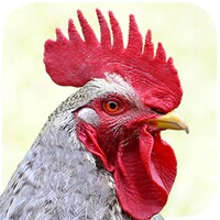 Chicken Ringtones for Android - Download the APK from Uptodown