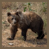 Bear Wallpaper for Android - Download the APK from Uptodown
