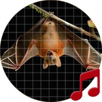 Bat Sounds for Android - Download the APK from Uptodown