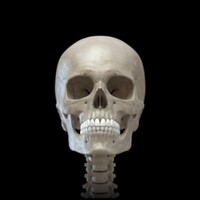Skeleton 3D Anatomy para Android - Descarga el APK en Uptodown
