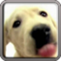 Dog Screen Cleaner LWP Free for Android - Download the APK from Uptodown