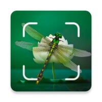 Insect Spider & Bug identifier for Android - Download the APK from Uptodown
