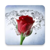 Rose Wallpaper: Rosely for Android - Download the APK from Uptodown