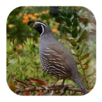 Quail Sounds for Android - Download the APK from Uptodown