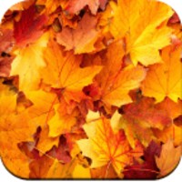 Autumn Wallpaper 4K for Android - Download the APK from Uptodown