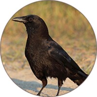 Crow Sounds for Android - Download the APK from Uptodown