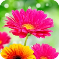 Flower Wallpapers 4K for Android - Download the APK from Uptodown