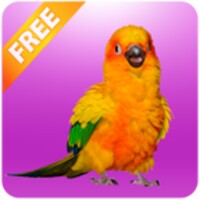 Funny Talking Parrot for Android - Download the APK from Uptodown