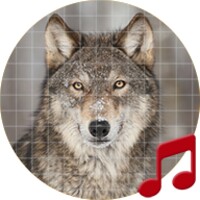 Wolves Sounds for Android - Download the APK from Uptodown