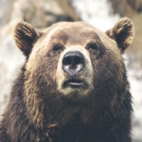 Bear Wallpapers for Android - Download the APK from Uptodown