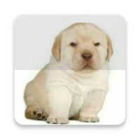 Stickers Perrito Triste para Android - Descarga el APK en Uptodown