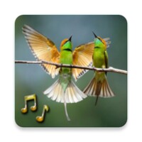 Birds Sounds for Android - Download the APK from Uptodown