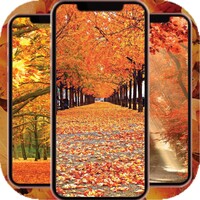 Fall Wallpaper 4K for Android - Download the APK from Uptodown