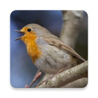 Birds Of Britain for Android - Download the APK from Uptodown