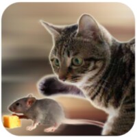 Talking Reality Cat for Android - Download the APK from Uptodown