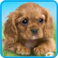 Talking Puppy for Android - Download the APK from Uptodown