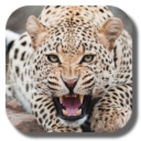 Leopard for Android - Download the APK from Uptodown