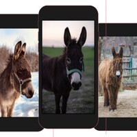Donkey wallpaper para Android - Descarga el APK en Uptodown