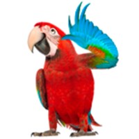 Real Talking Parrot for Android - Download the APK from Uptodown