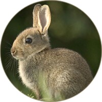 Rabbit and Bunny Sounds para Android - Descarga el APK en Uptodown