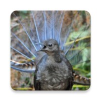 Lyrebird Sounds for Android - Download the APK from Uptodown