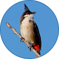 Birds of Thailand for Android - Download the APK from Uptodown