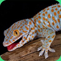Gecko Sounds for Android - Download the APK from Uptodown