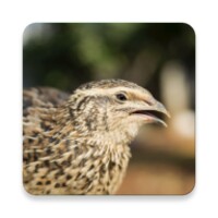 Quail Sounds for Android - Download the APK from Uptodown