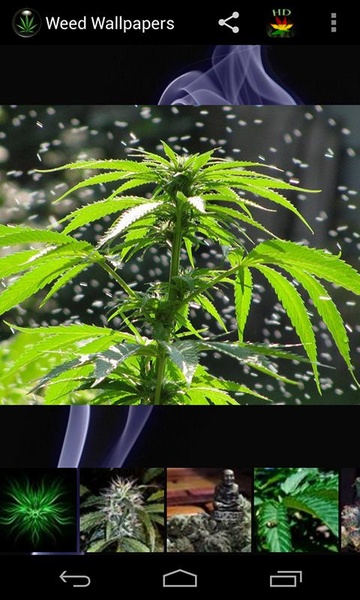 Hd Weed Backgrounds